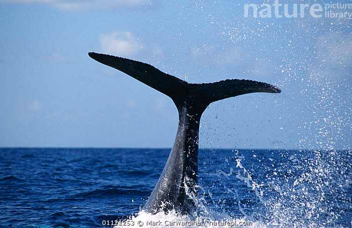 Stock photo of Humpback whale lobtailing {Megaptera novaengliae ...