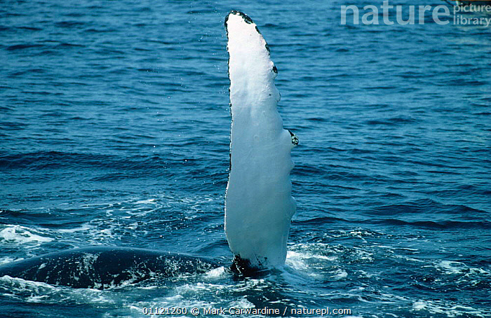 Stock photo of Humpback whale, pectoral fin slapping water {Megaptera ...