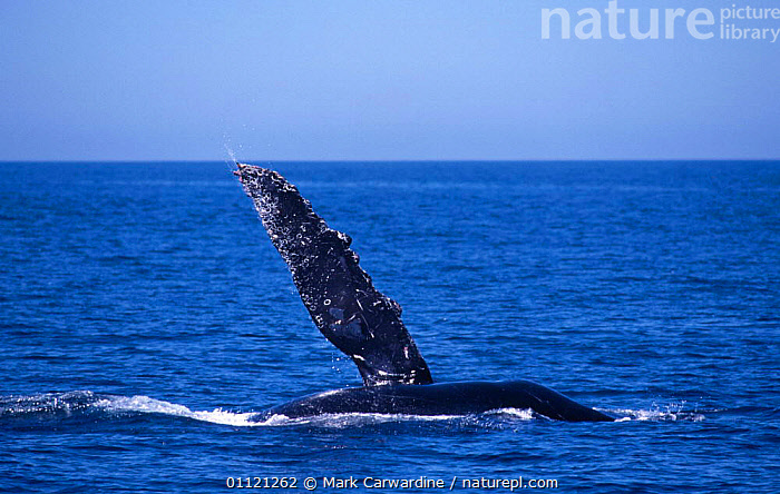 Stock photo of Humpback whale, pectoral fin slapping water {Megaptera ...