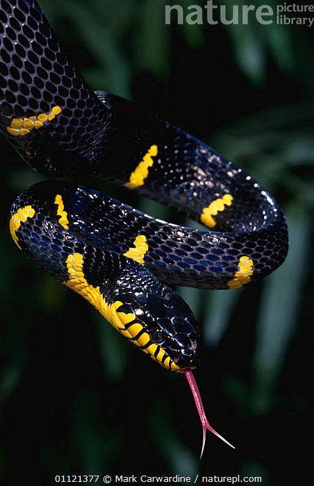 Stock photo of Mangrove / yellow-ringed cat snake with tongue extended ...