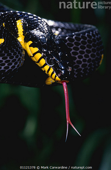 Stock photo of Mangrove / Yellow-ringed cat snake with tongue extended ...