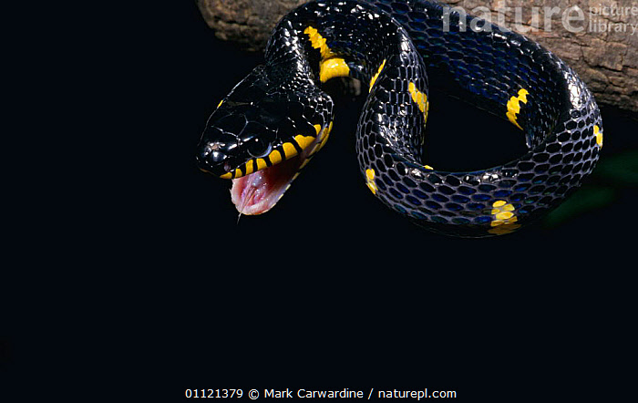 Stock photo of Mangrove / Yellow-ringed cat snake aggression {Boiga ...