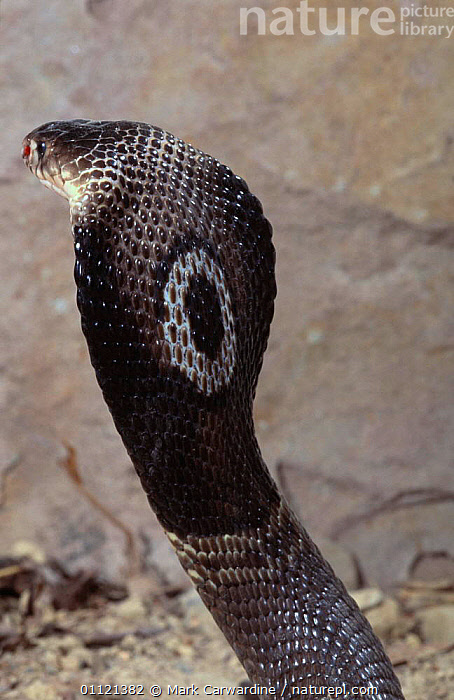 Stock photo of Asian monocled cobra hooding {Naja naja} captive ...