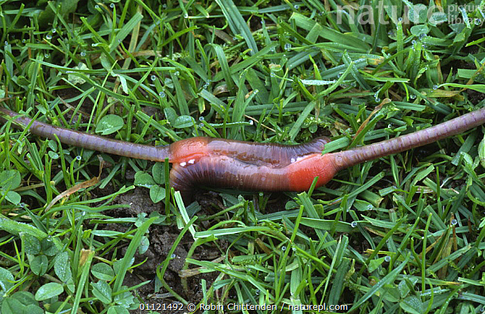 Stock photo of Earthworms mating {Lumbricus terrestris} UK. Available ...