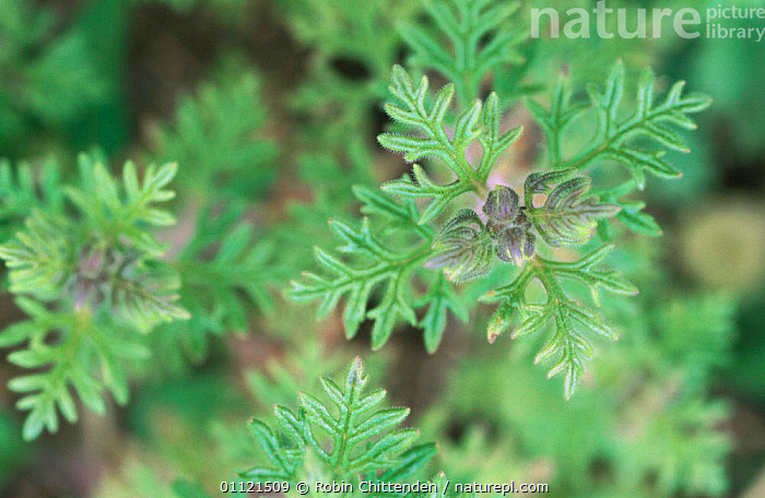 Stock photo of Cut leaved gemander {Teucrium botrys} UK, endangered ...