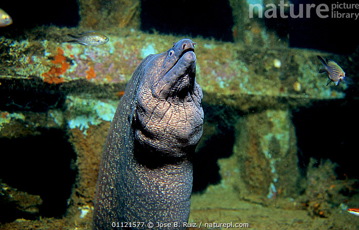 Stock photo of Moray eel {Muraena helena} Mediterranean. Available for ...