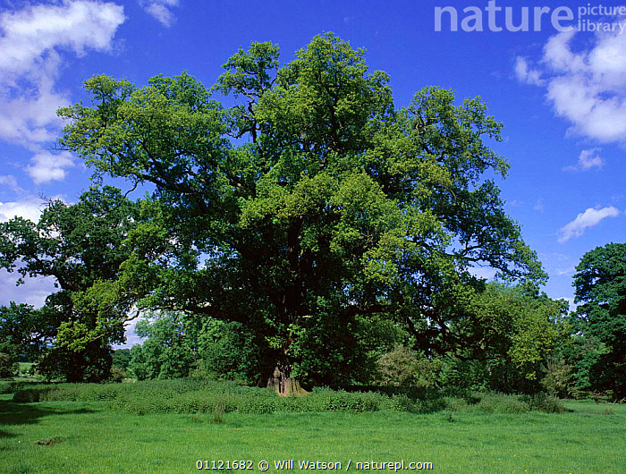 Stock photo of English oak tree {Quercus robur} in parkland, Hanbury ...