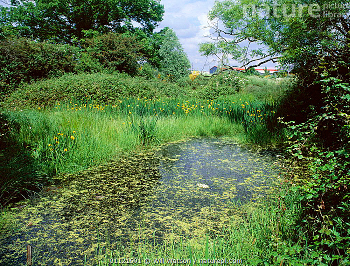 Stock photo of Pond habitat of Great crested newts. Yellow iris and ...
