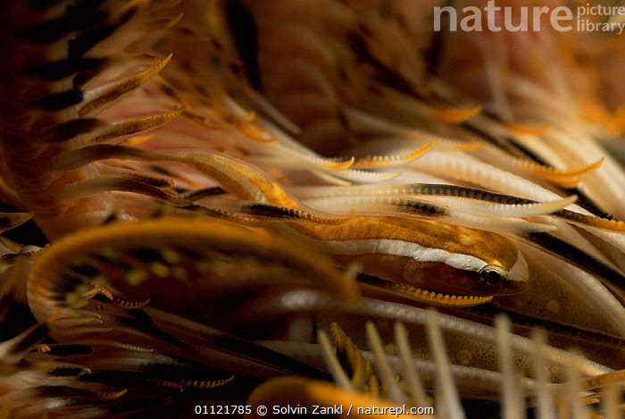 Stock photo of Crinoid clingfish {Discotrema crinophila} camouflaged in ...