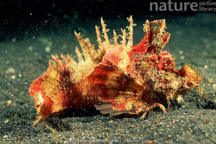 Stock photo of Filament finned stingfish / Spiny devilfish {Inimicus ...