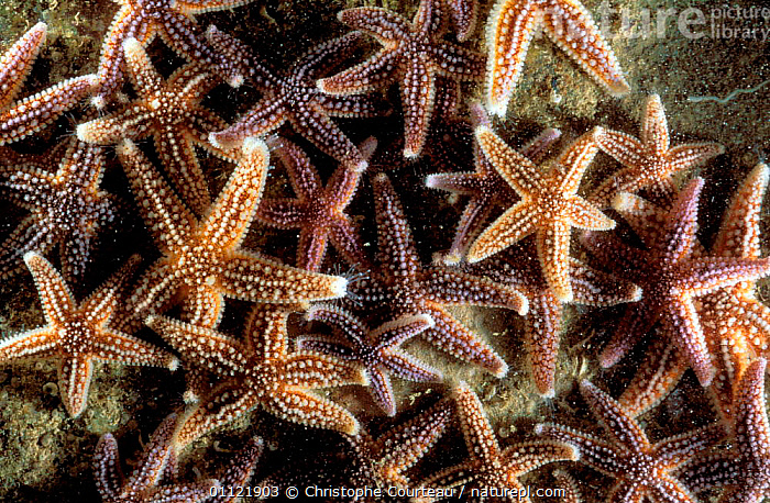 Starfish Underwater Photography