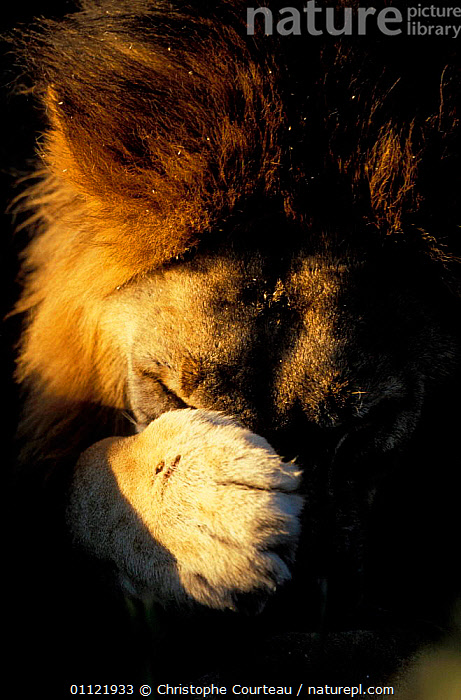 Facepalm Lion