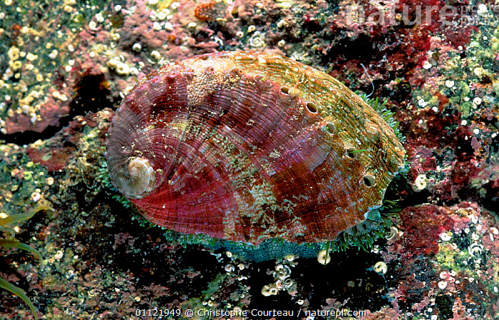 Stock photo of Green ormer feeding underwater {Haliotis tuberculata ...