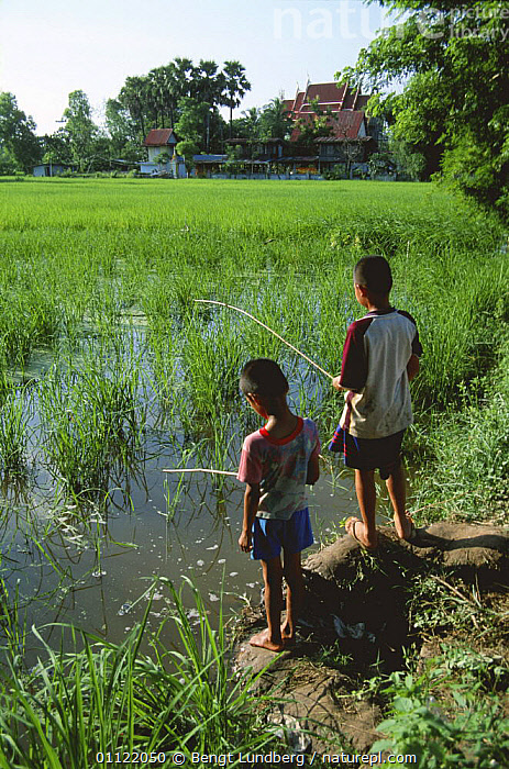 Stock photo of Children fishing in rice field, E-Sarn, Thailand ...