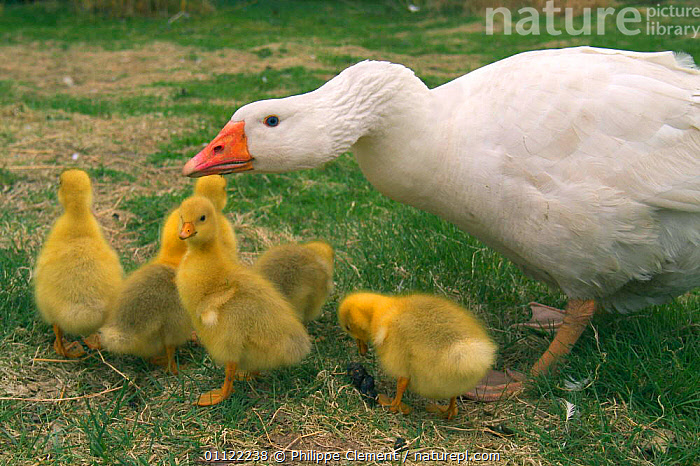 Stock photo of Domestic Greylag goose protects goslings hissing {Anser ...