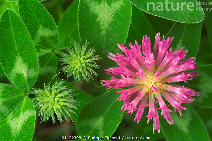 Stock photo of Zigzag clover flower {Trifolium medium} Belgium. Available for sale on www ...