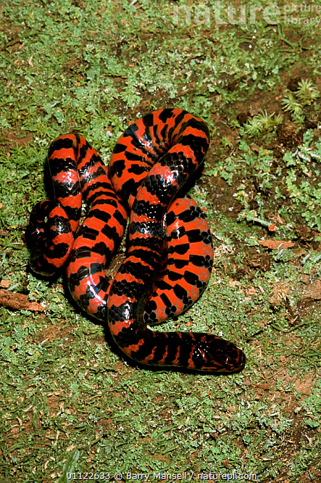 Stock photo of Mud snake {Farancia abacura} Florida, USA. Available for ...