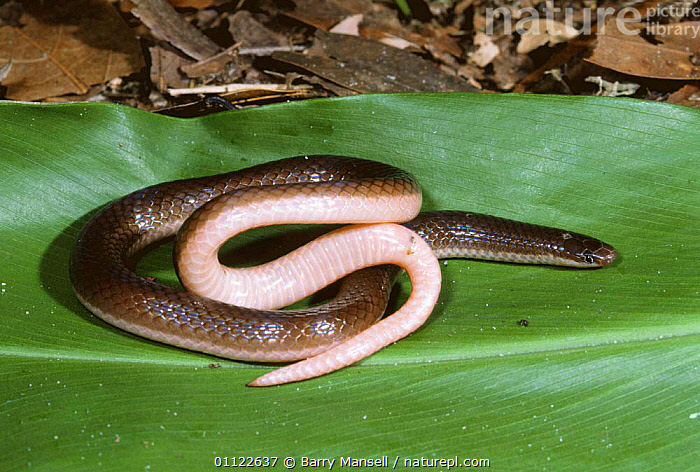 Stock photo of Worm snake {Carphophis amoenus} Georgia, USA. Available ...