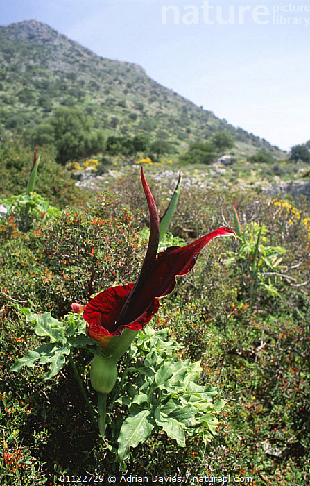 Stock photo of Dragon arum in flower (Dracunculus vulgaris) Crete ...