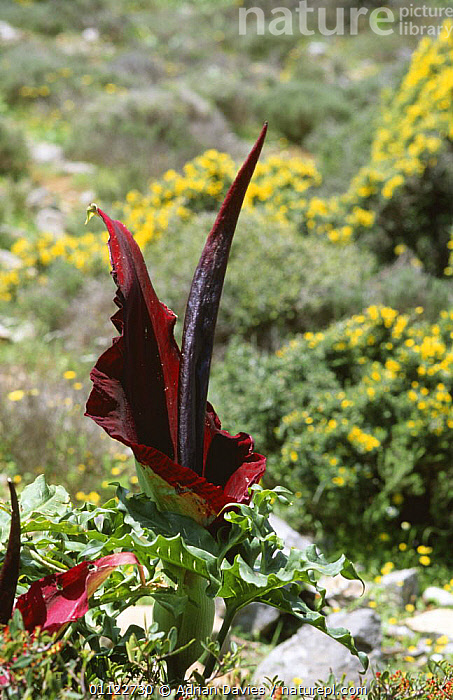 Stock photo of Dragon arum in flower (Dracunculus vulgaris) Crete ...