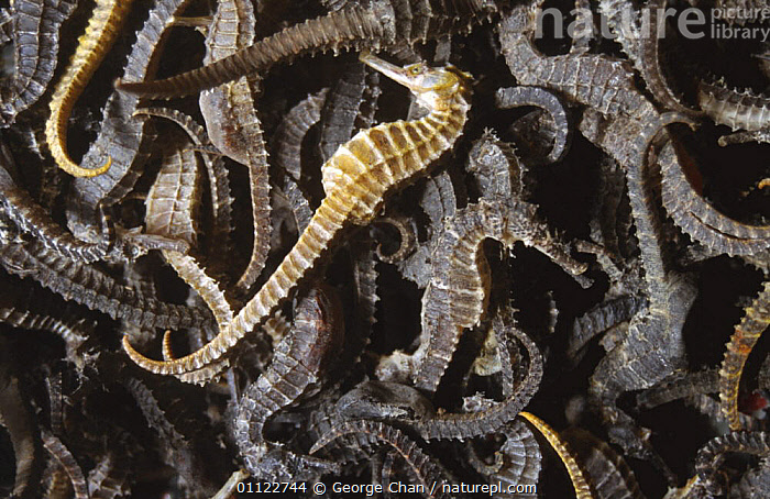 Stock photo of Dried seahorses {Hippocampus sp} Handumon Island ...