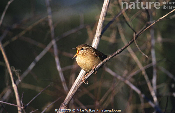 Stock photo of Wren singing (Troglodytes troglodytes) UK. Available for ...