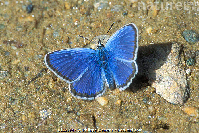 Stock photo of Chapman's blue butterfly licking minerals {Polyommatus ...