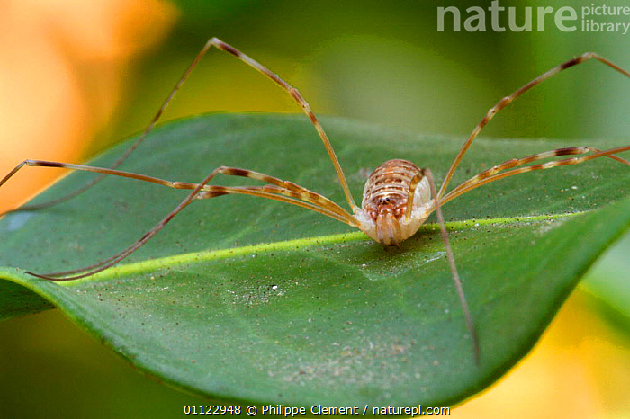 Stock photo of Harvestman {Leiobunum rotundum} Belgium. Available for ...