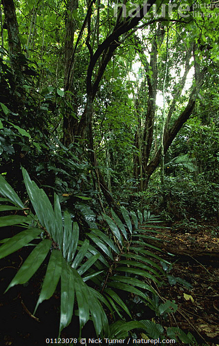 Stock photo of Lowland forest interior habitat of Vatthe conservation ...