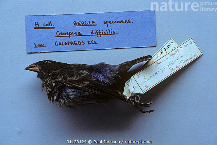 Stock photo of Sharp beaked ground finch (Geospiza difficilis) one of ...