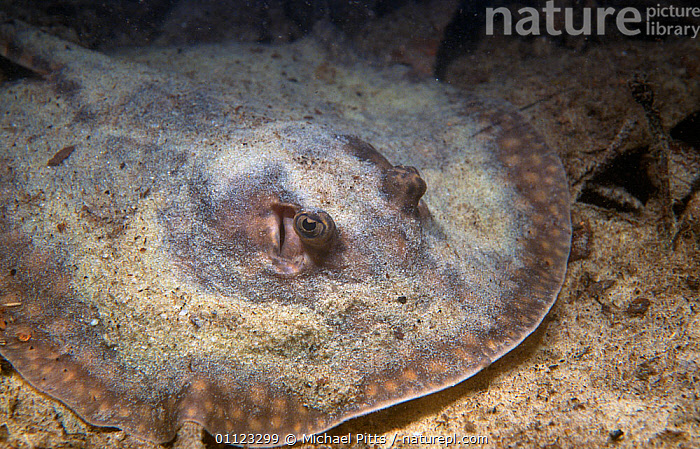 Stock photo of River stingray (Potamotrygon sp) Amazon, Brazil ...