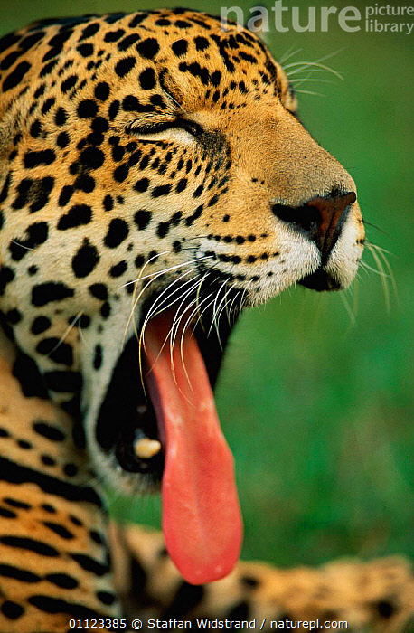 Stock photo of Jaguar yawning {Panthera onca} captive, Pantanal, Brazil ...