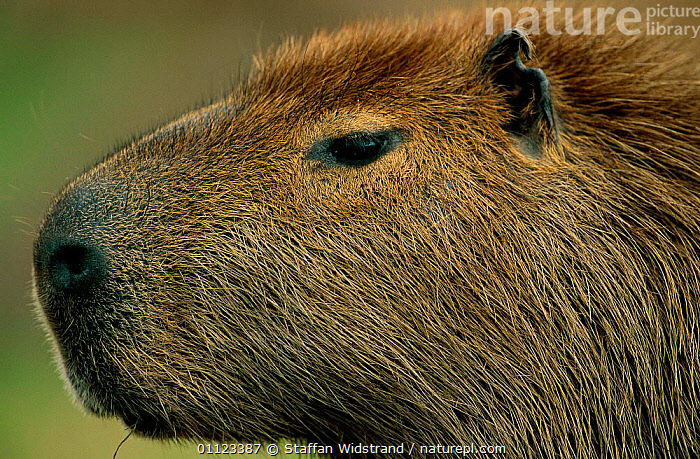 Stock photo of Capybara head portrait {Hydrochoerus hydrochaeris ...