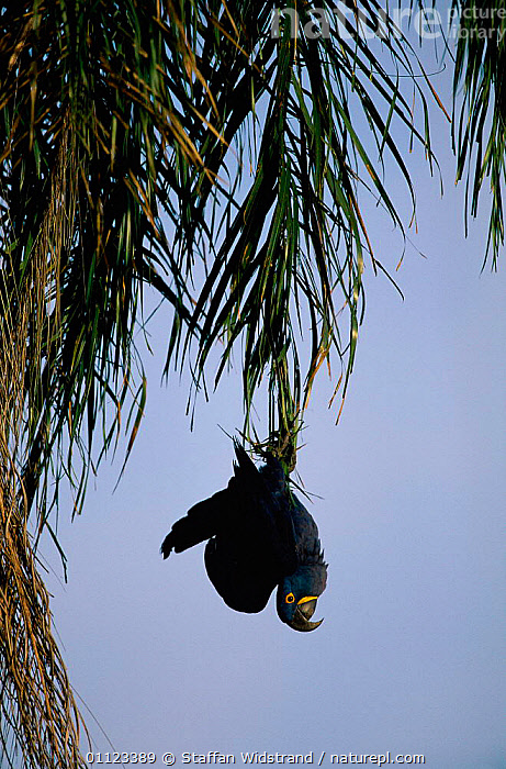 Stock photo of Hyacinth macaw hanging up-side-down in tree, Brazil ...