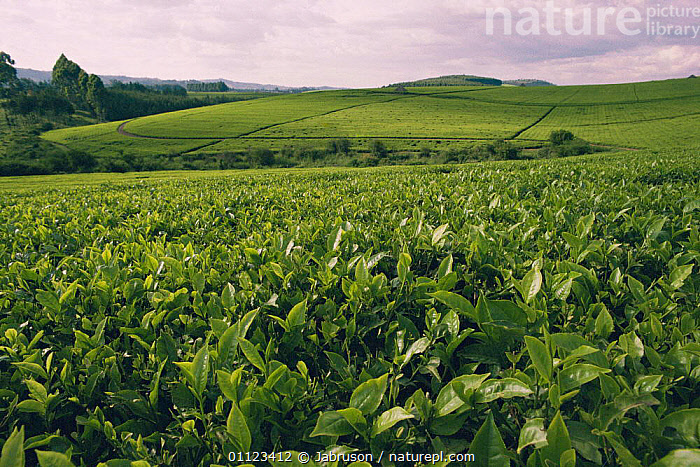 Stock photo of Tea plantation in the Kericho region, Western Kenya ...