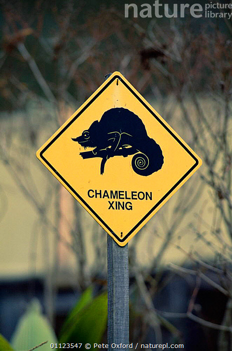 Stock photo of Chameleon road crossing warning sign, Madagascar ...