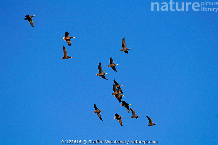 Stock photo of Flock of Emperor geese in flight {Chen canagica ...