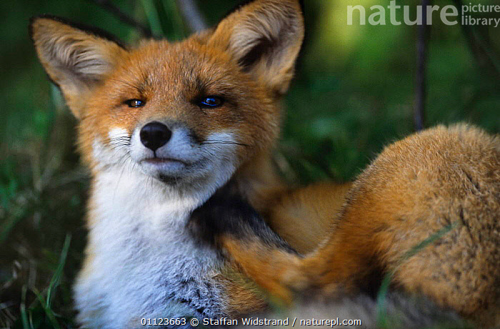 Stock photo of Red fox {Vulpes vulpes} Finland.. Available for sale on ...