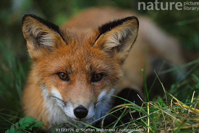 Stock photo of Red fox portrait {Vulpes vulpes} Finland. captive ...