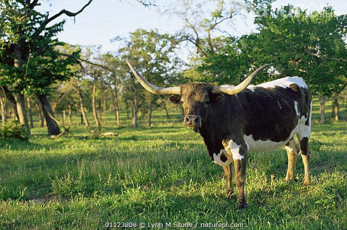 Stock photo of Texas longhorn cow {Bos taurus} USA. Available for sale ...