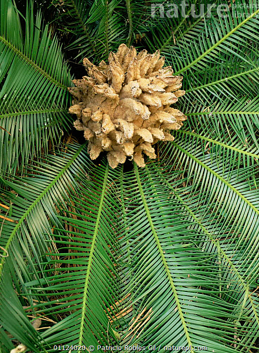 Stock photo of Looking down into Cycad plant {Cycas sp} Mexico ...