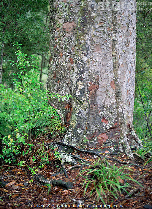 Stock photo of Base of trunk of Kauri tree {Aghatis australis} North Is ...