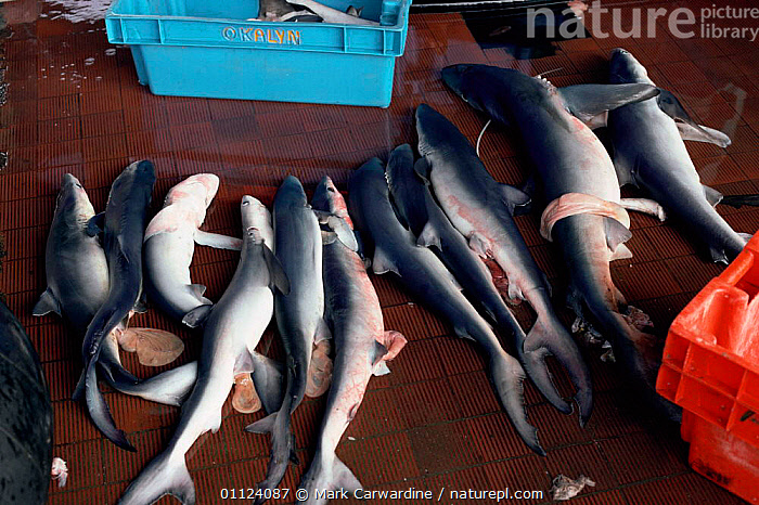 Stock photo of Dead Sharks on floor of fish market, Peru. Available for ...