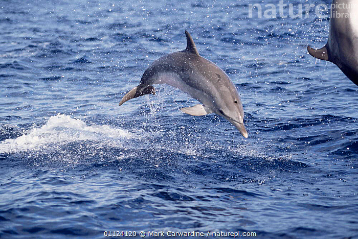 Stock photo of Atlantic spotted dolphin porposing {Stenella frontalis ...