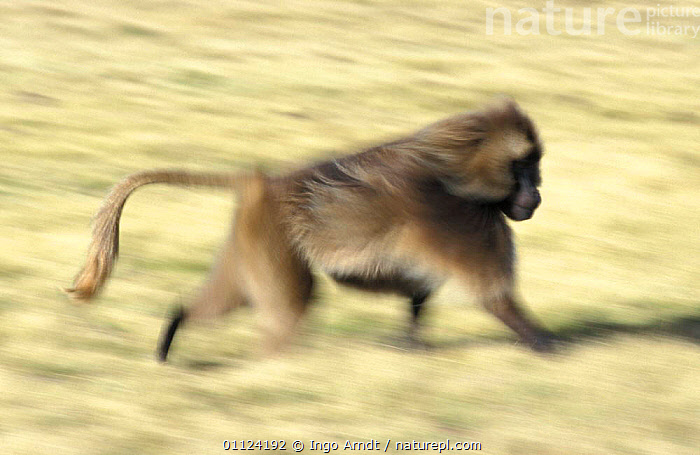 Stock photo of Gelada baboon male running, Simien Mt NP, Ethiopia ...