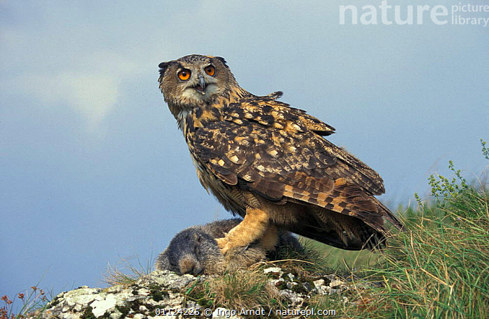Stock photo of Eagle owl {Bubo bubo} with Alpine marmot prey {Marmota ...