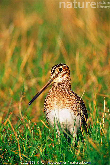 Stock photo of Common snipe in grass {Gallinago gallinago} Texas, USA ...