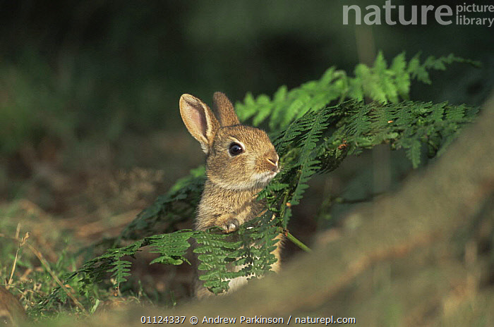 Stock photo of Young European rabbit on hind legs (Oryctolagus ...