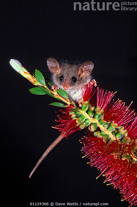 Stock photo of Little pygmy possum feeding in Bottlebrush tree ...