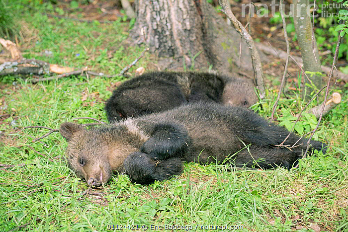 Stock photo of Exhausted orphan Brown bear cubs (5m) relax after play ...